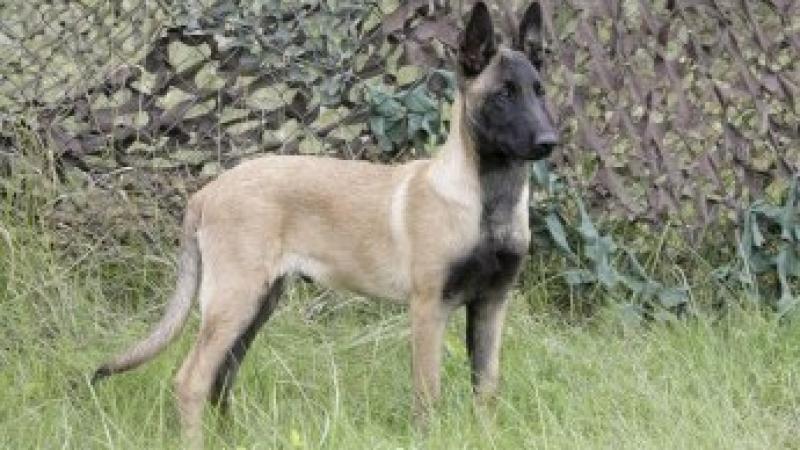 Speciālo uzdevumu vienības kinologs: Dienesta laikā suns ir kolēģis ...